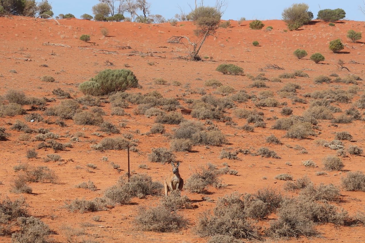 Glendambo Roadhouse, South Australia to Wudinna, South Australia ...